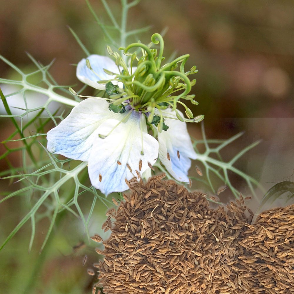 LE CUMIN DE MADAGASCAR 35 gr - Epiceslekanto